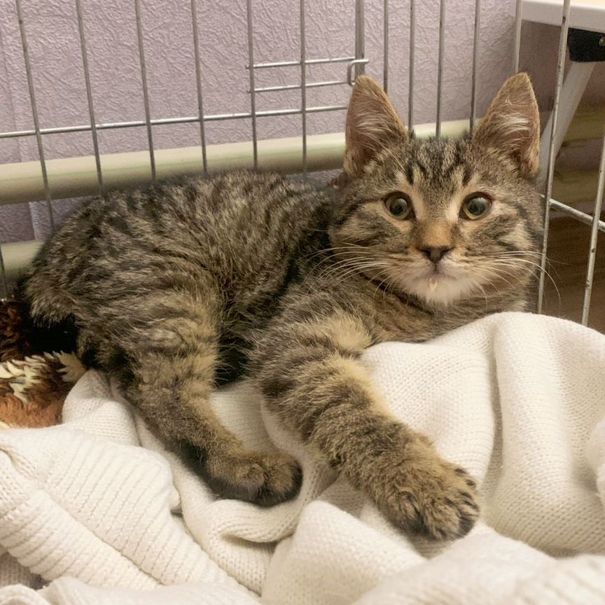 Кото-ребёнок со сложной судьбой в добрые руки