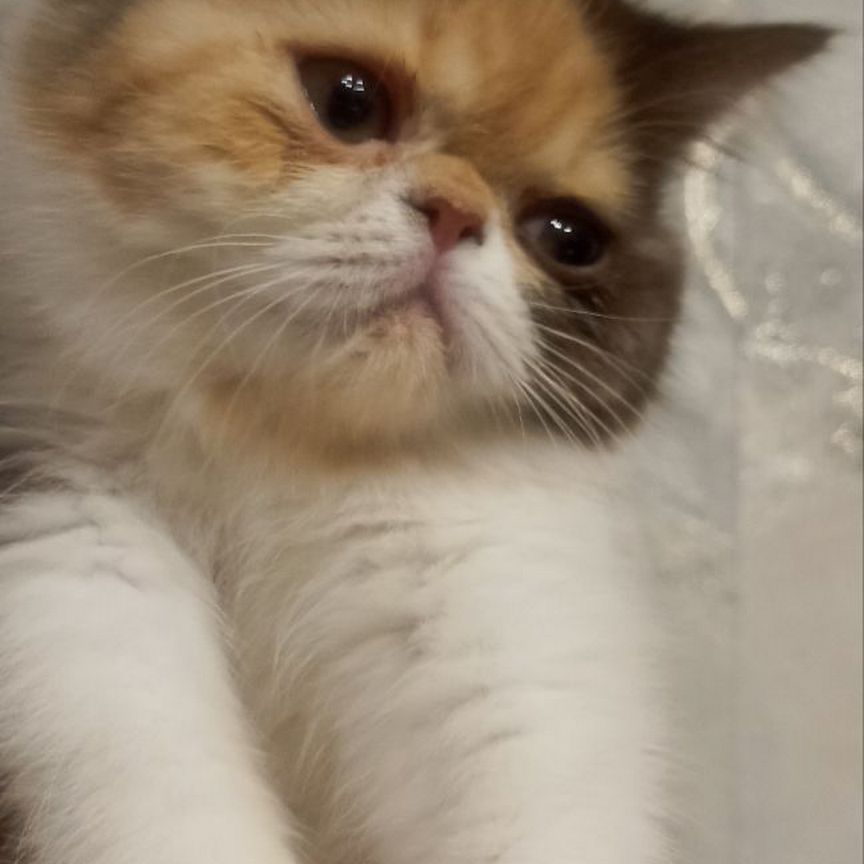 Котята экзоты