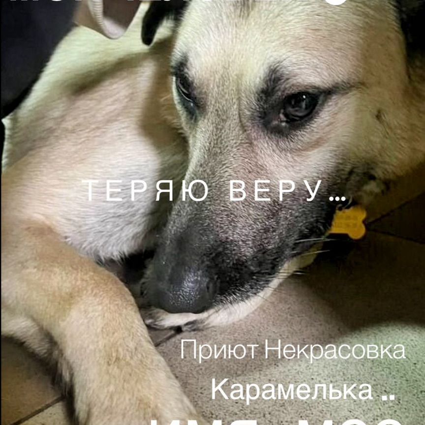 Собака Карамелька