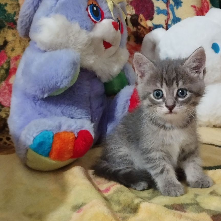 Отдам в добрые руки кошечку