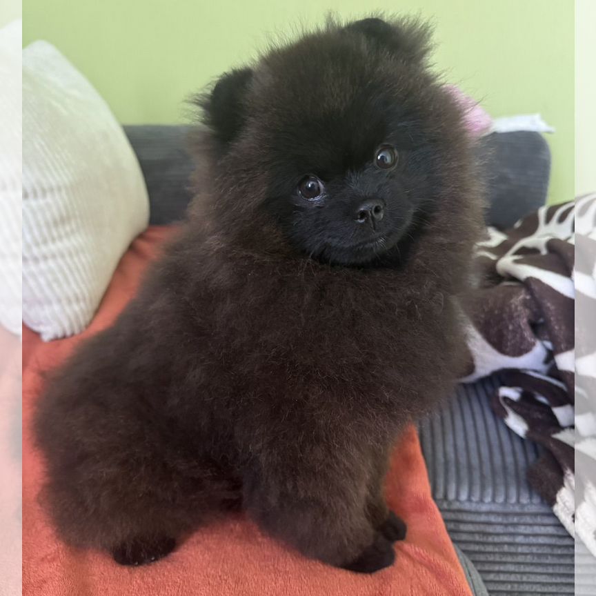 Померанский шпиц, вязка