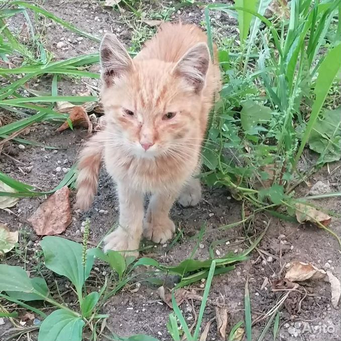 Ласковый рыжий котенок пропадает на улице