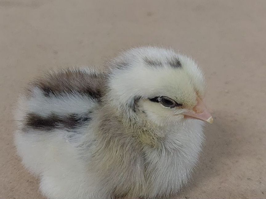 Цыплята мастер грей Венгрия