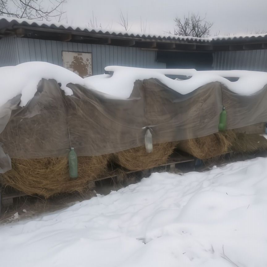 Сено луговое в рулонах