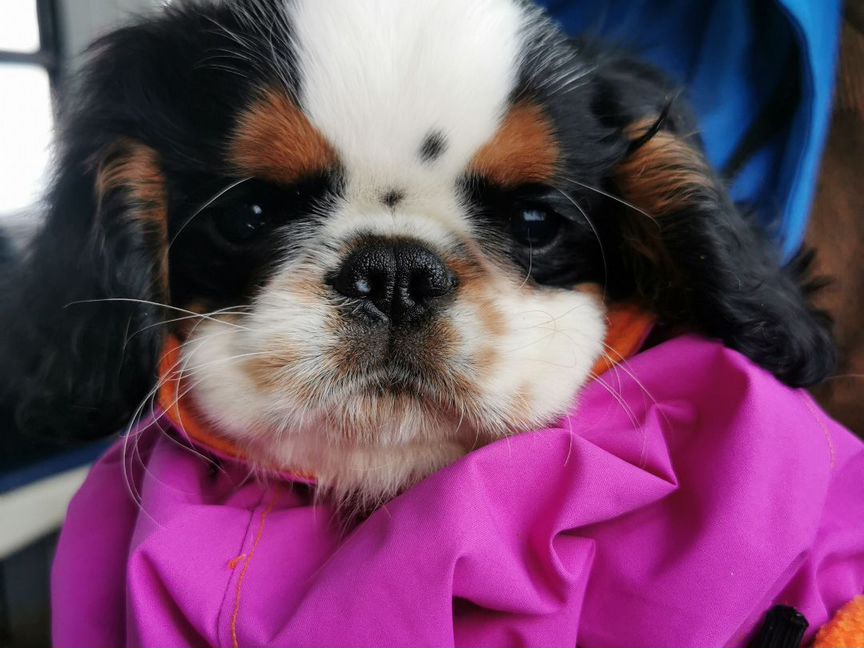 Кинг Чарльз Милорд