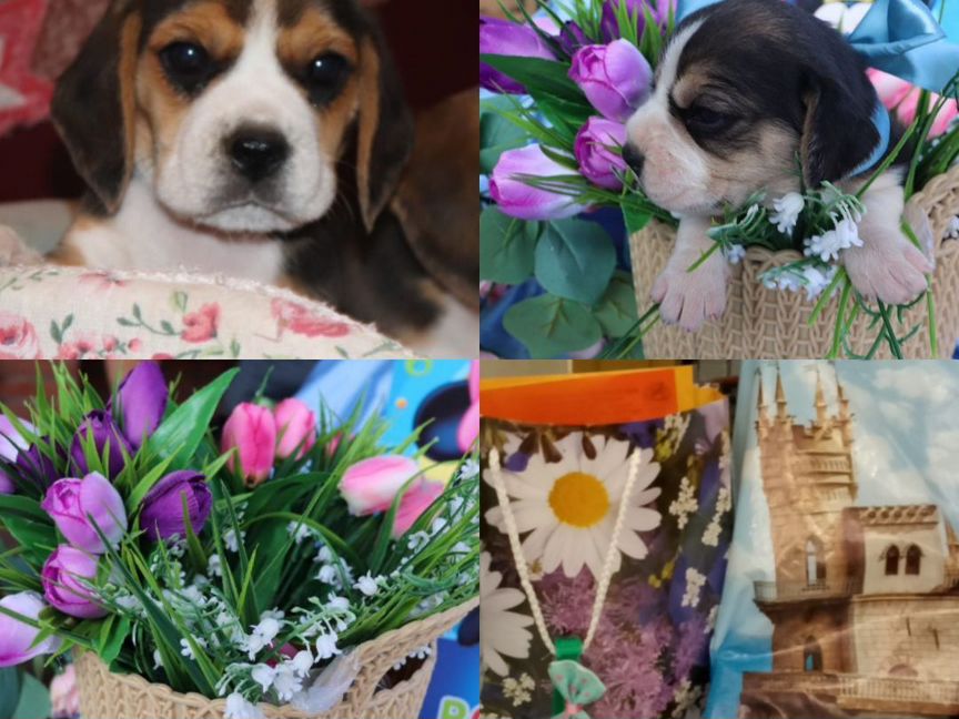 Щенки бигля мальчик и девочка