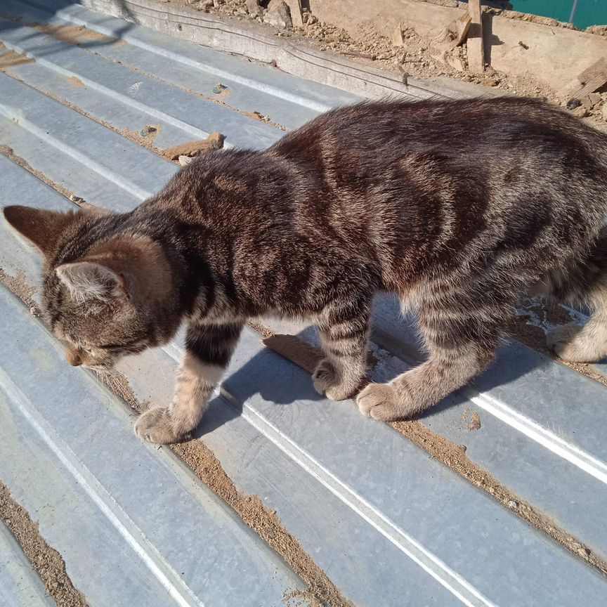 Котята