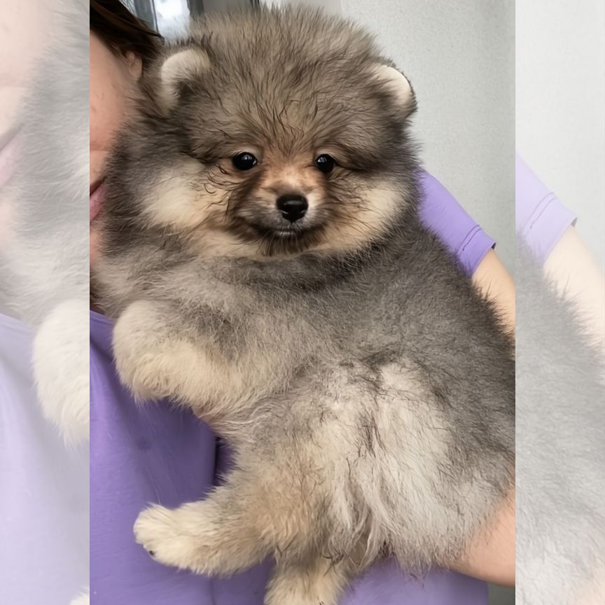 Померанский шпиц, щенок