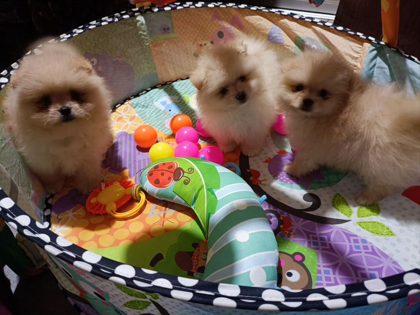 Не миники Документы скор