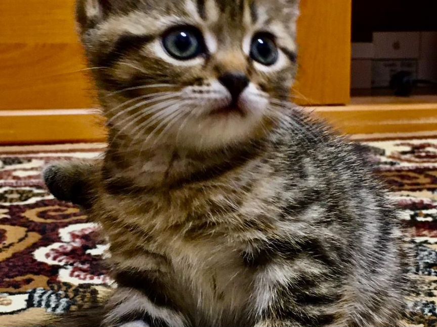 Котенок шотландский 1,5 месяца