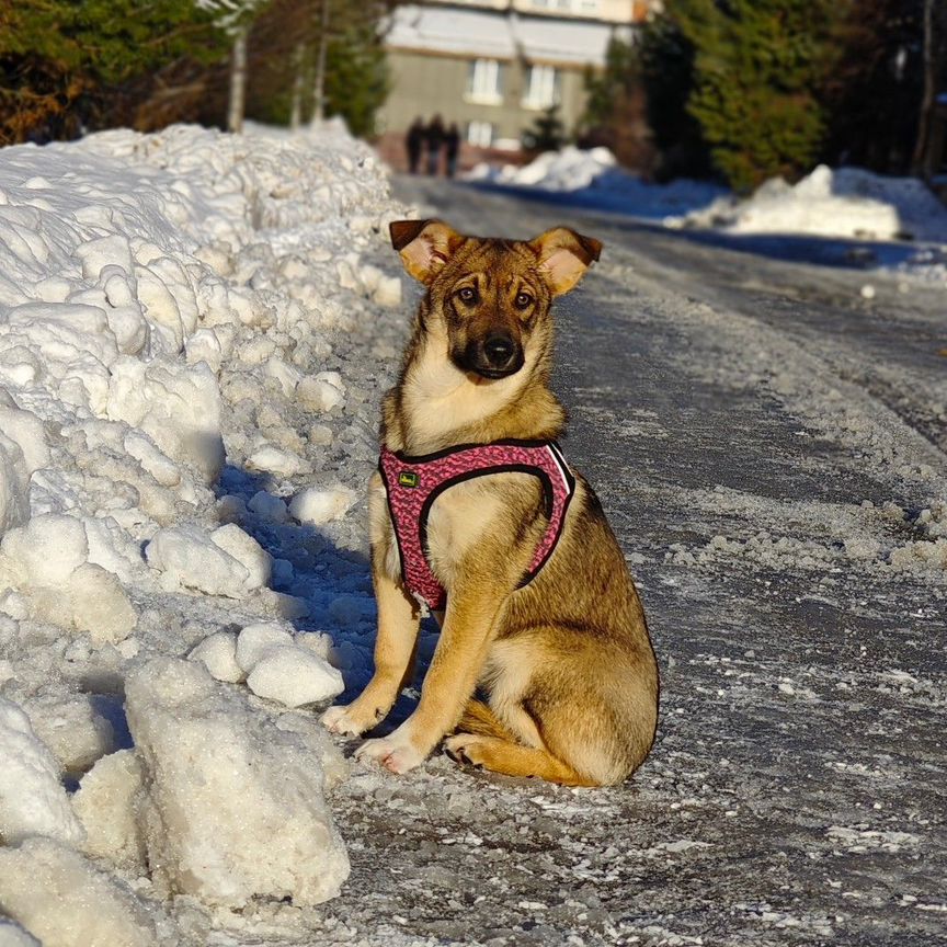 Щенок девочка 4 месяца в добрые руки