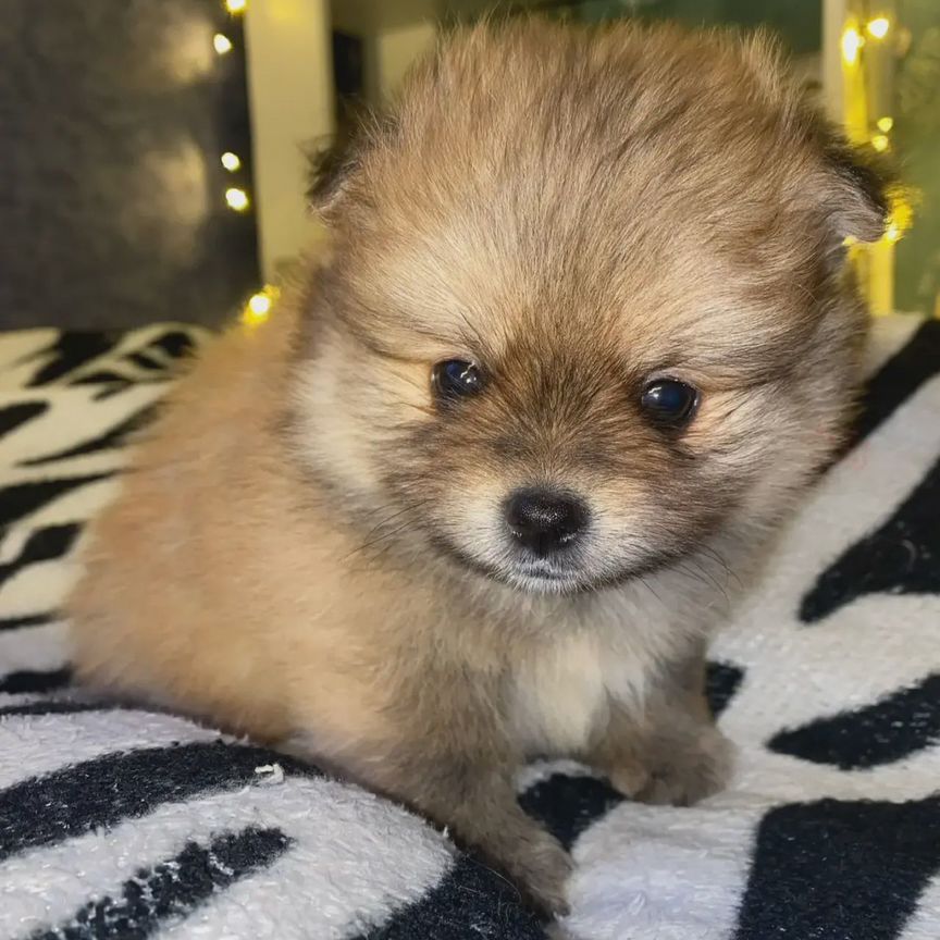 Померанский шпиц, щенок