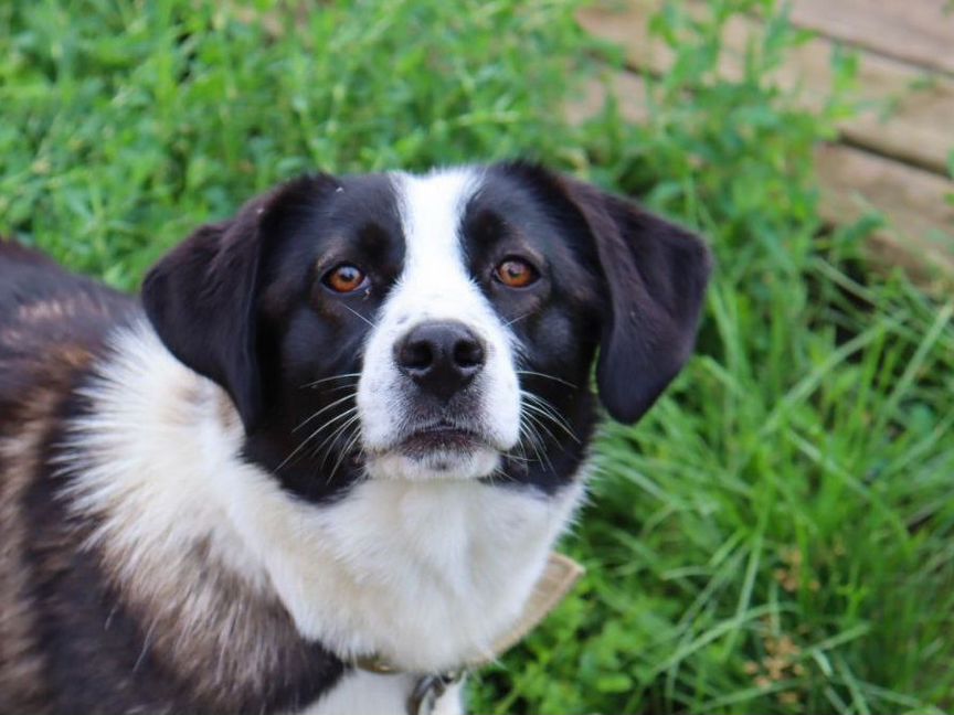 Найда в добрые руки