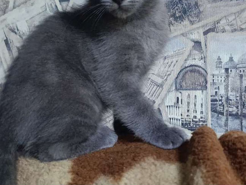 Кошка