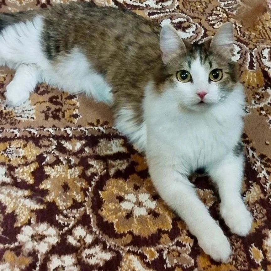 Сибирская, взрослая кошка