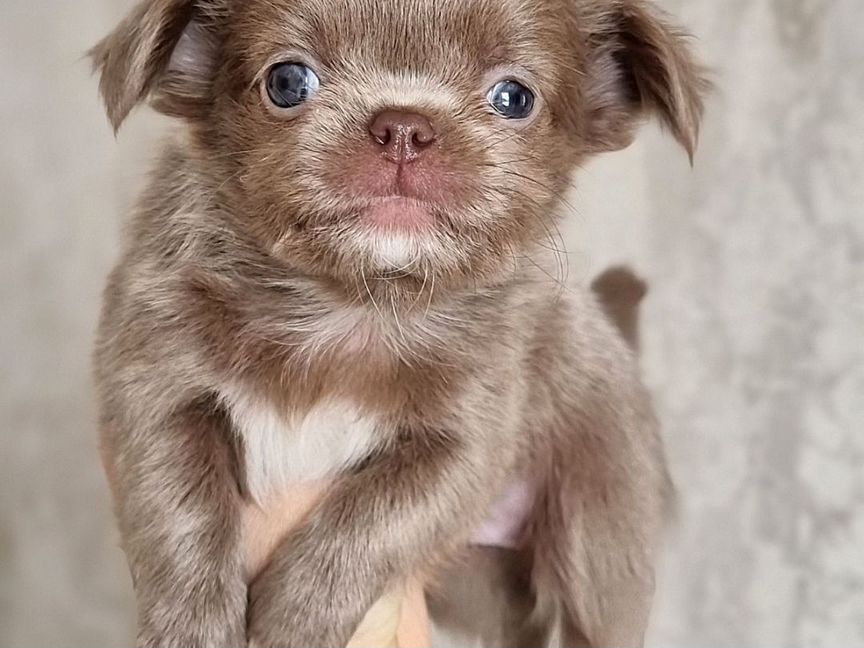 Лиловый мини пупсик