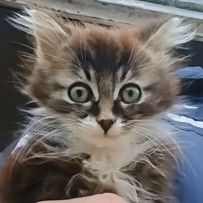 Котёнок в добрые руки