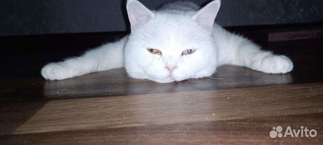 Белый котик шотландский. Вязка