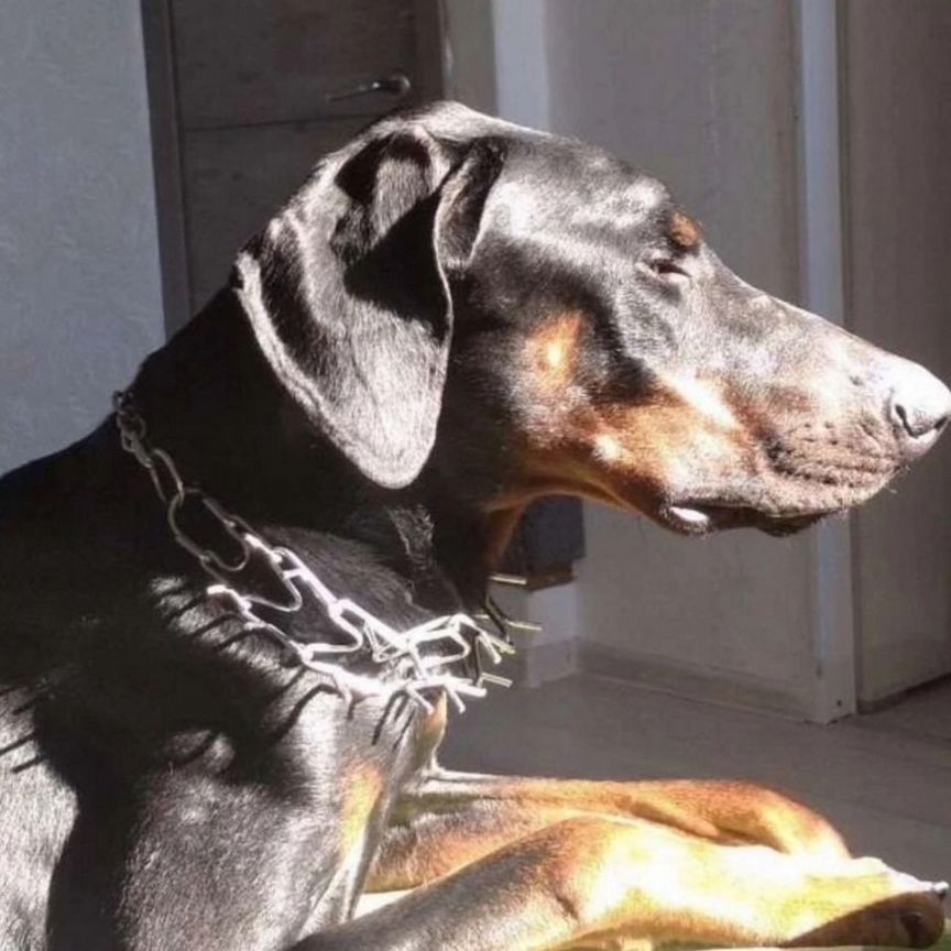 Доберман 7.5 лет