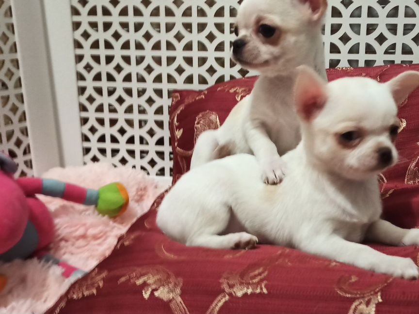 Озорные Чишки