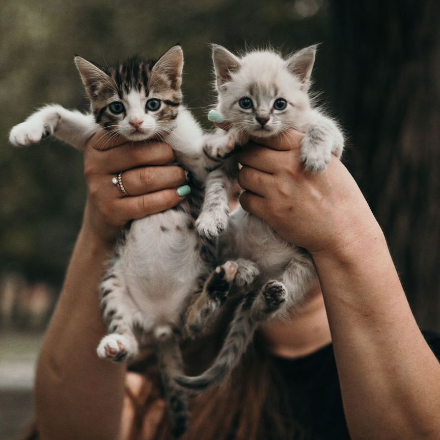 Котята Кекс и Зевс в добрые руки