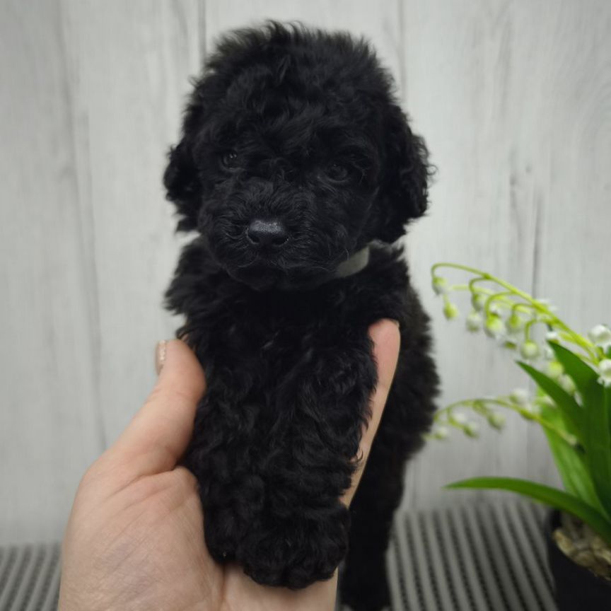 Той-пудель, щенок