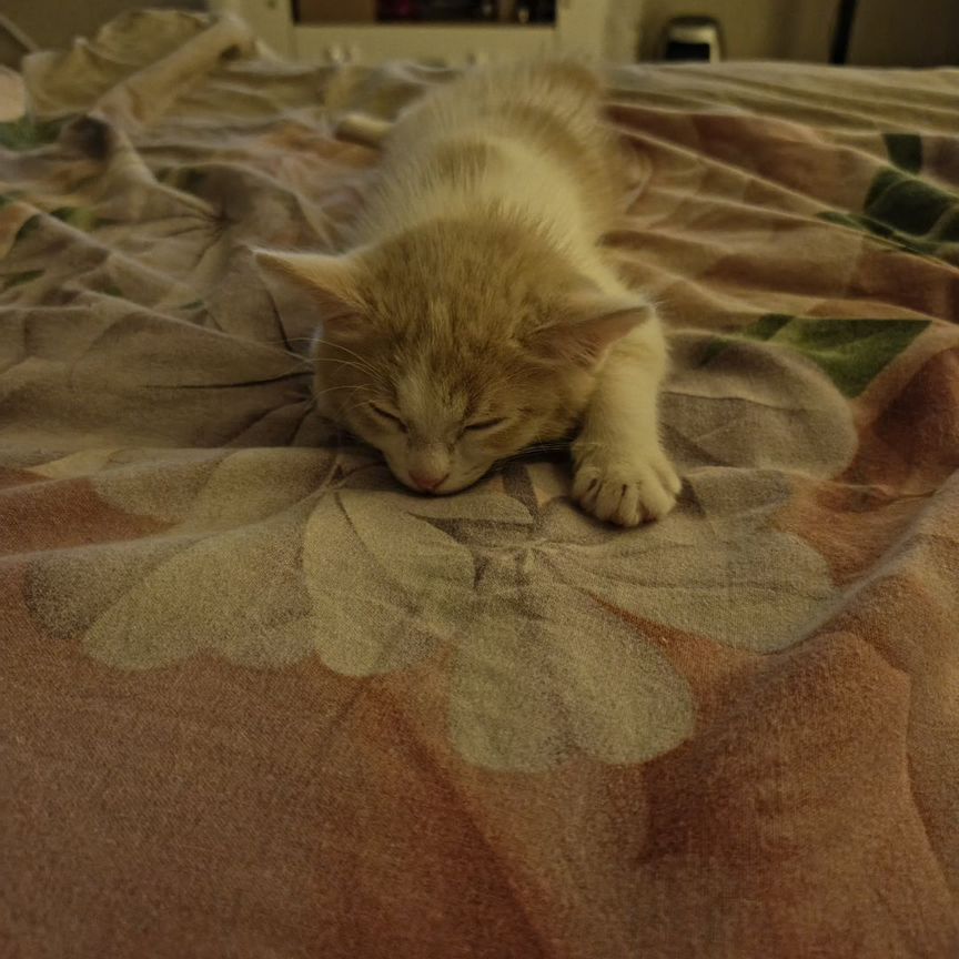 Котёнок в добрые руки