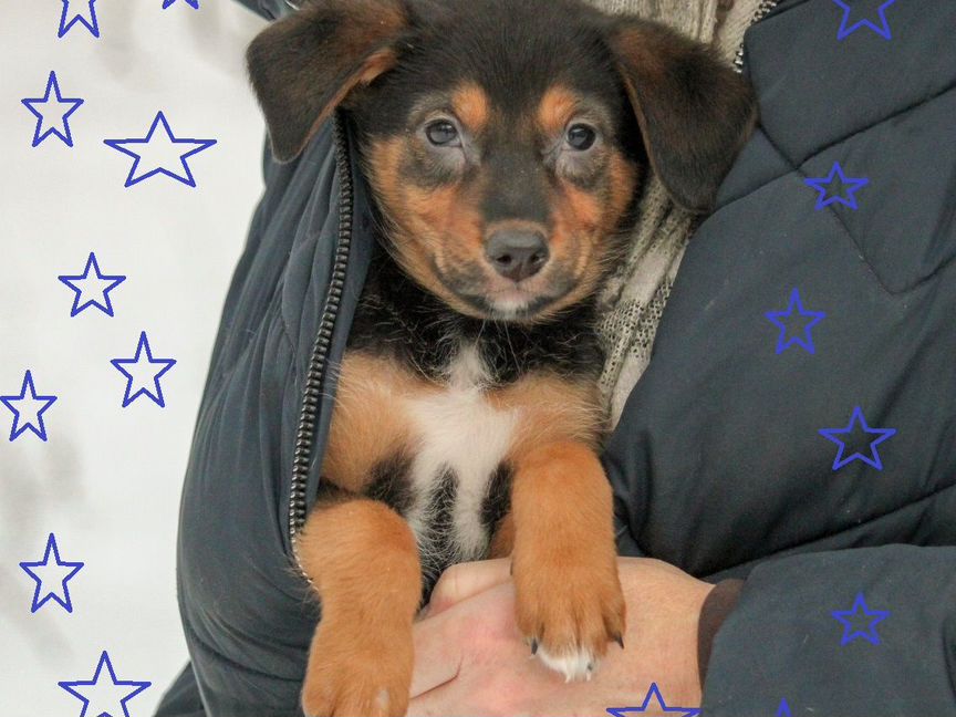 Очаровательный щенок в дар