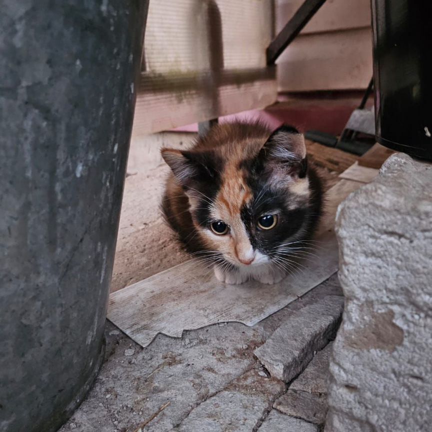 Отдам котят только в добрые руки