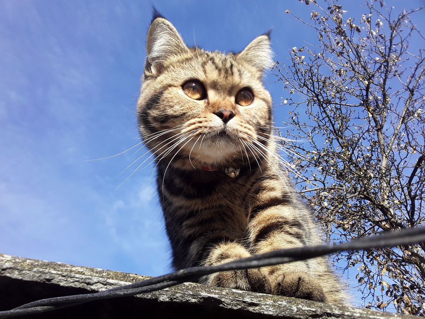 Шотландская кошка вязка