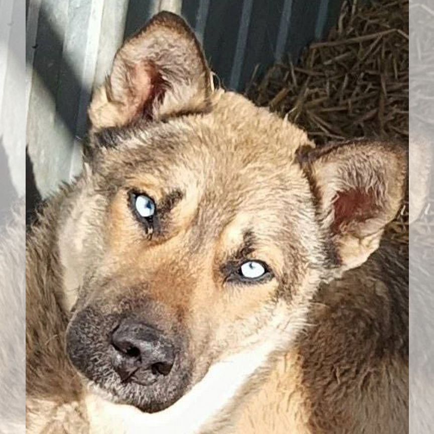 Взрослый пёс в добрые руки