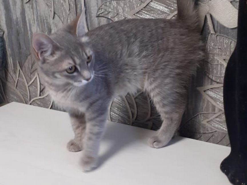 Котёнок Виола