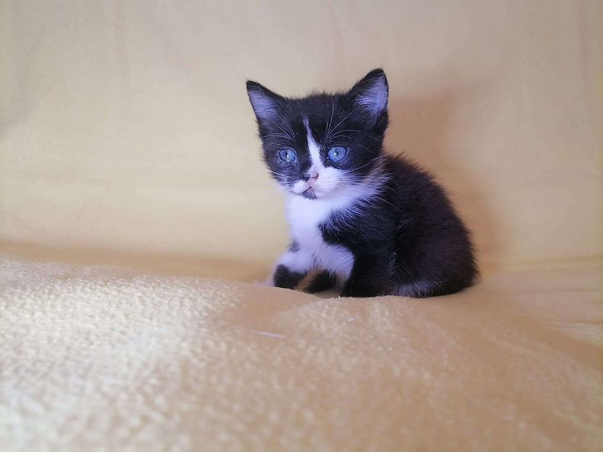 Кошка