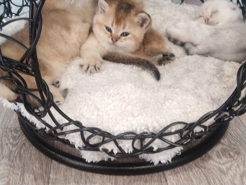 Шотландские котята шиншилла