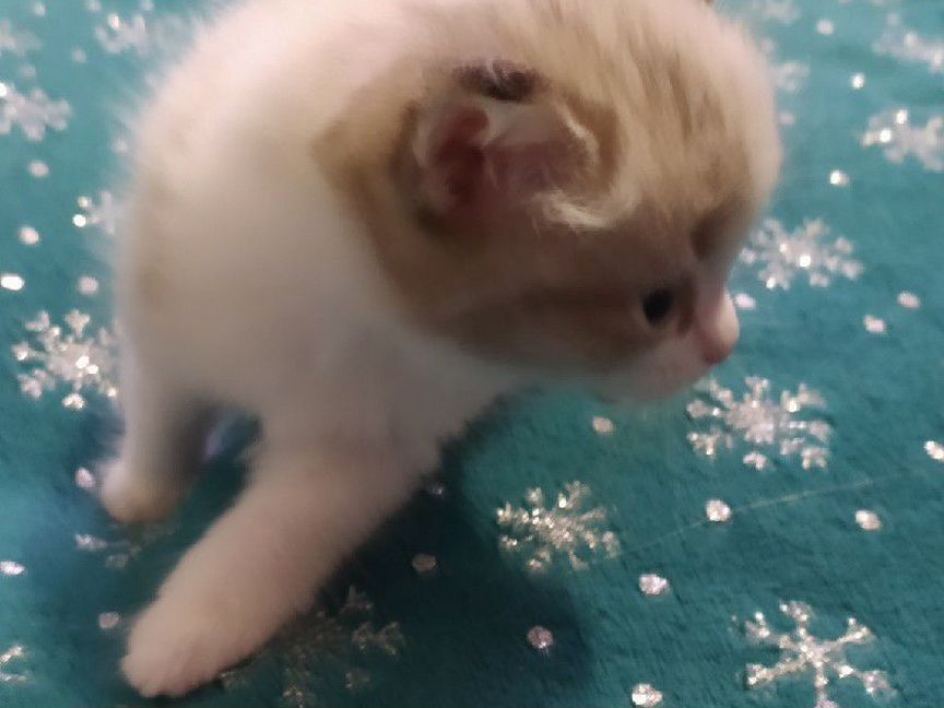 Котенок курильского бобтейла
