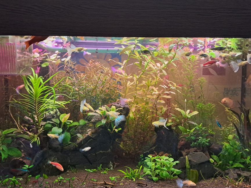 Растения и креветки