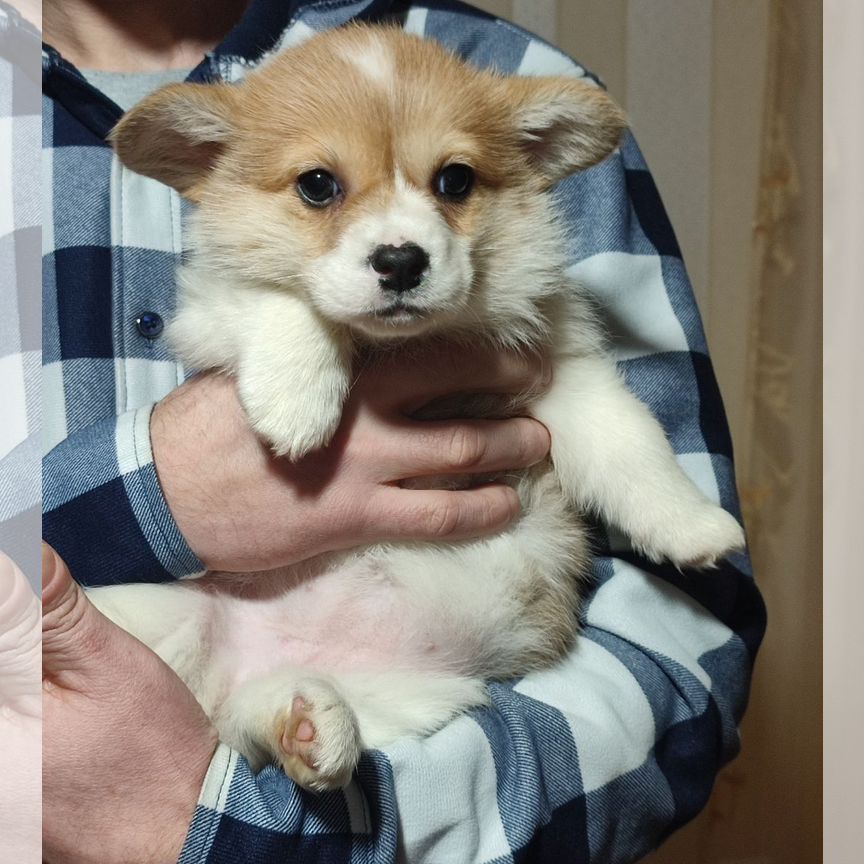 Вельш Корги Пемброк, щенок