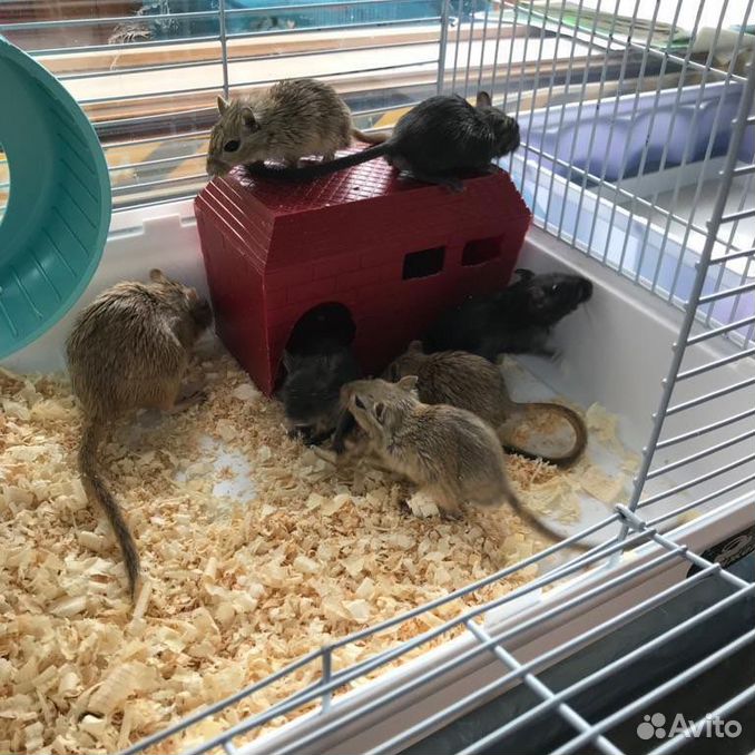 Песчанка