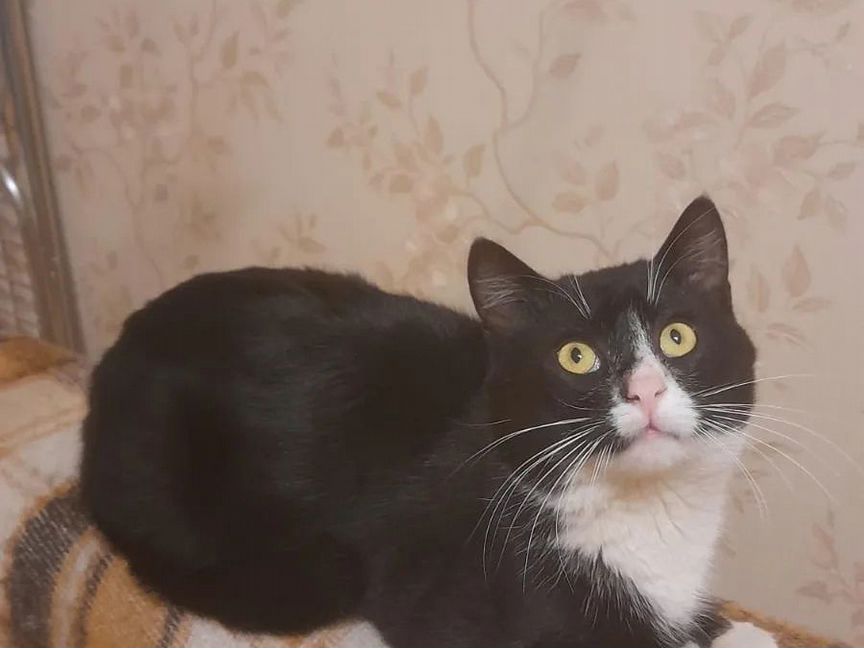 Кошки в добрые руки бесплатно