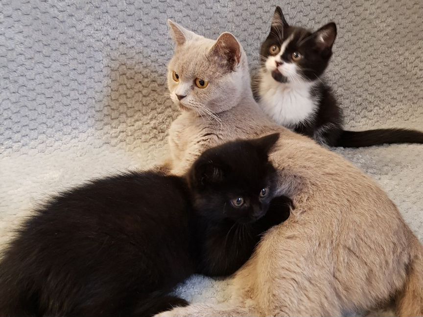 Котята