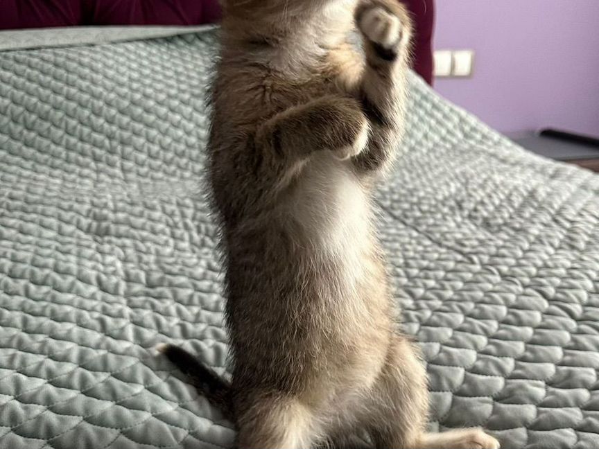 Котенок мальчик, 2 месяца