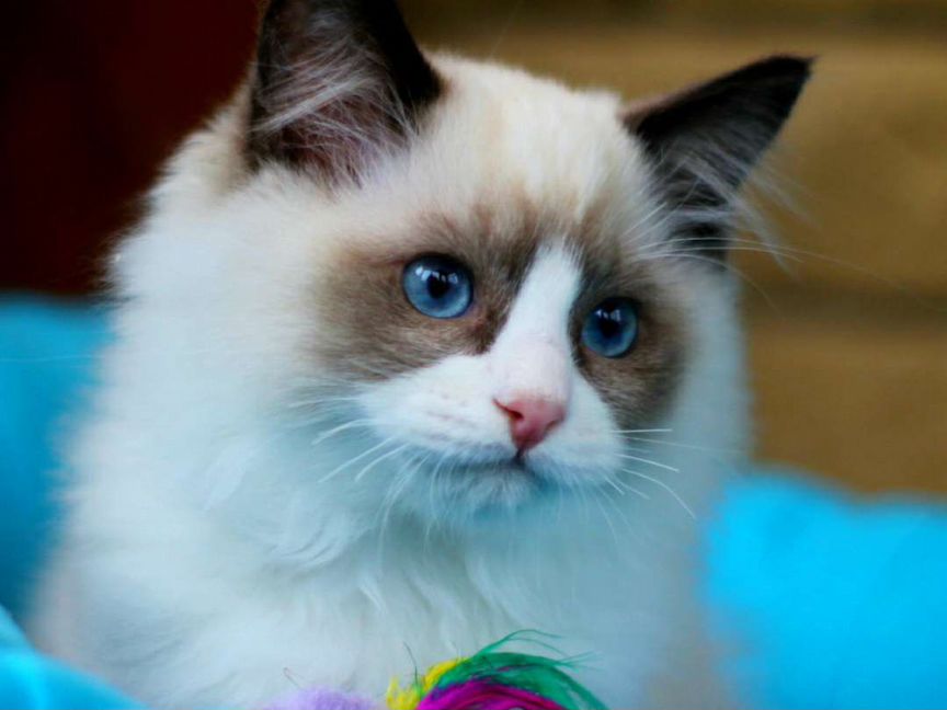 Котята Регдолл из питомника