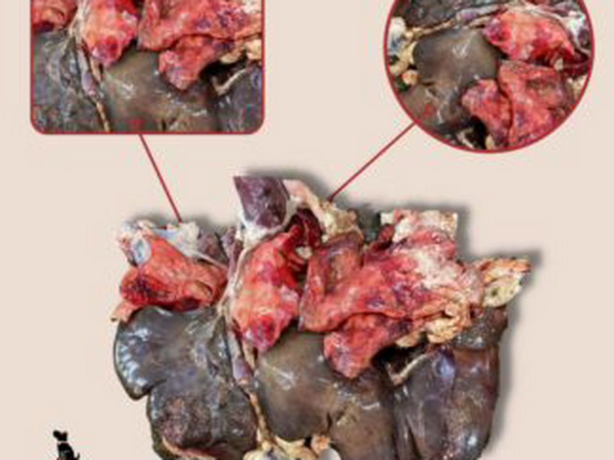 Ливер барана блок