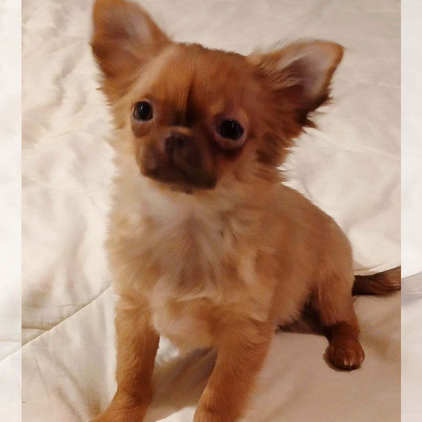 Чихуахуа, щенок