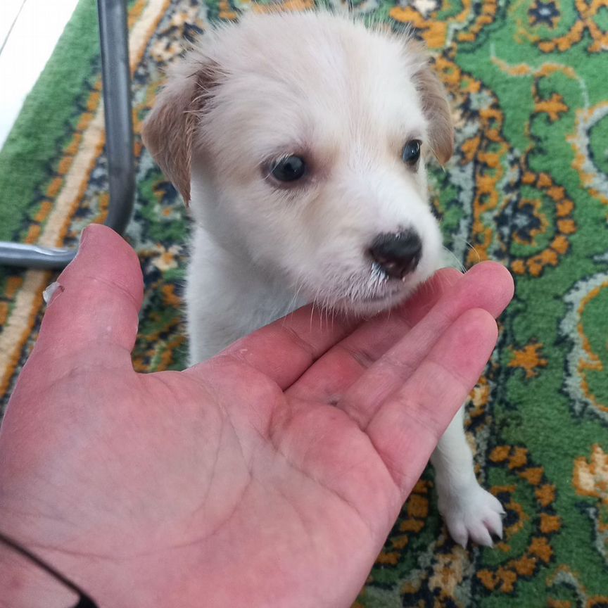 Щенок в добрые руки