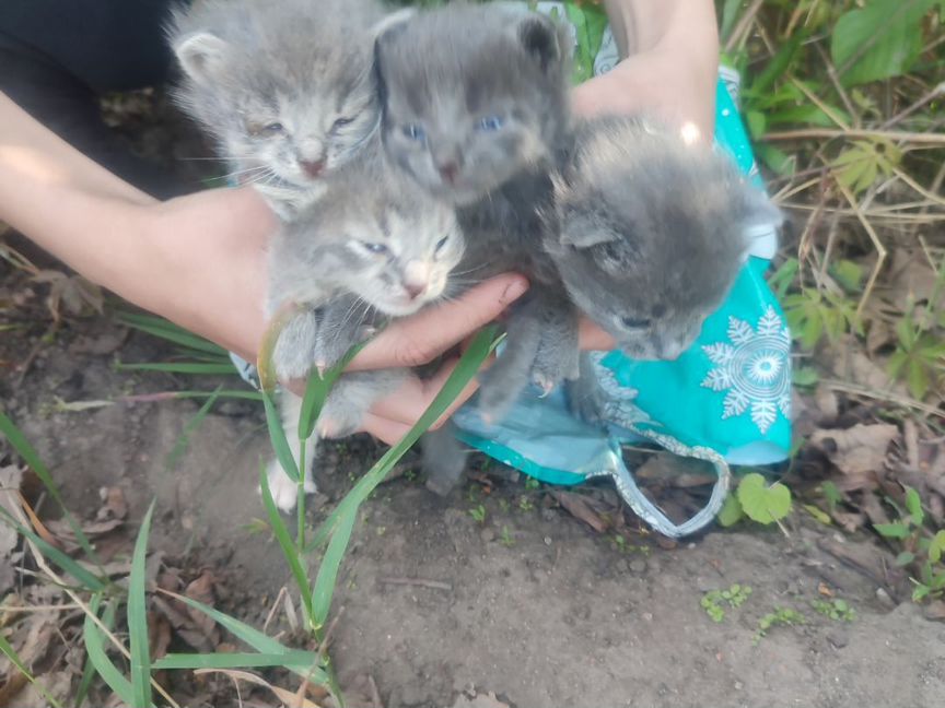 Котята в добрые руки