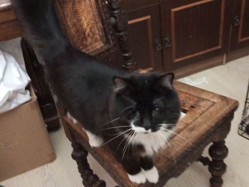 Котенку нужна семья