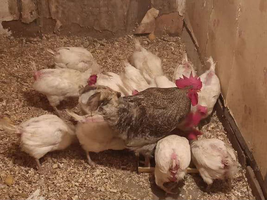 Куры несушки