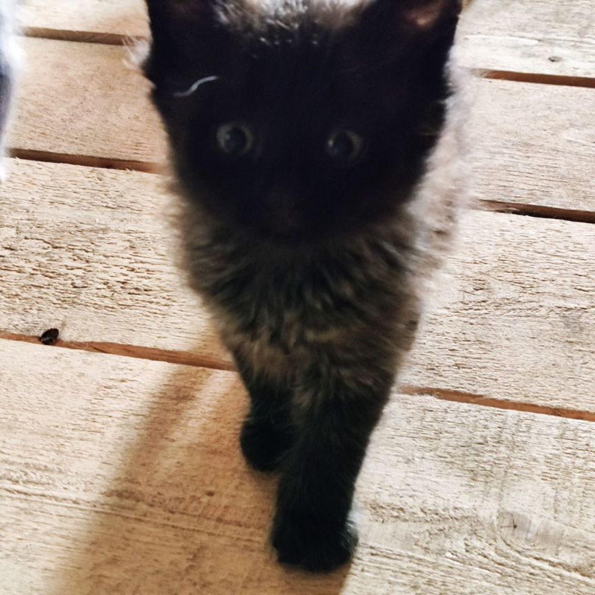 Милые котята в добрые руки