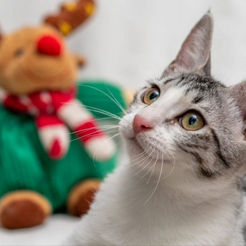 Котенок девочка очень игривая в дар